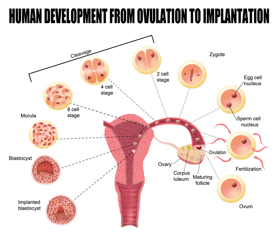 FASE LUTEA Qu Es Y Qu Supone En Tu Ciclo Menstrual FASE LUTEA Qu Es Y Qu Supone En Tu Ciclo Menstrual